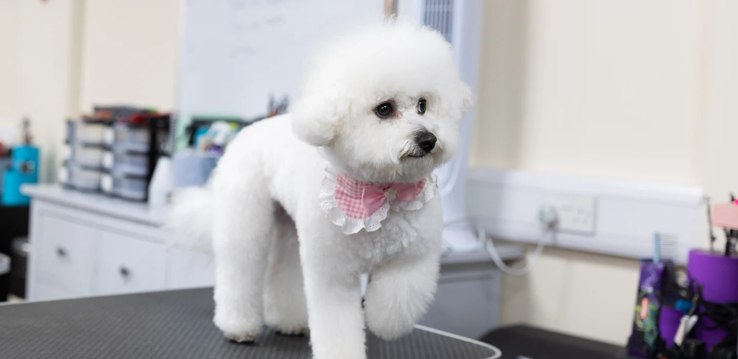 Understanding Dog Coat Types and How to Groom Them ...