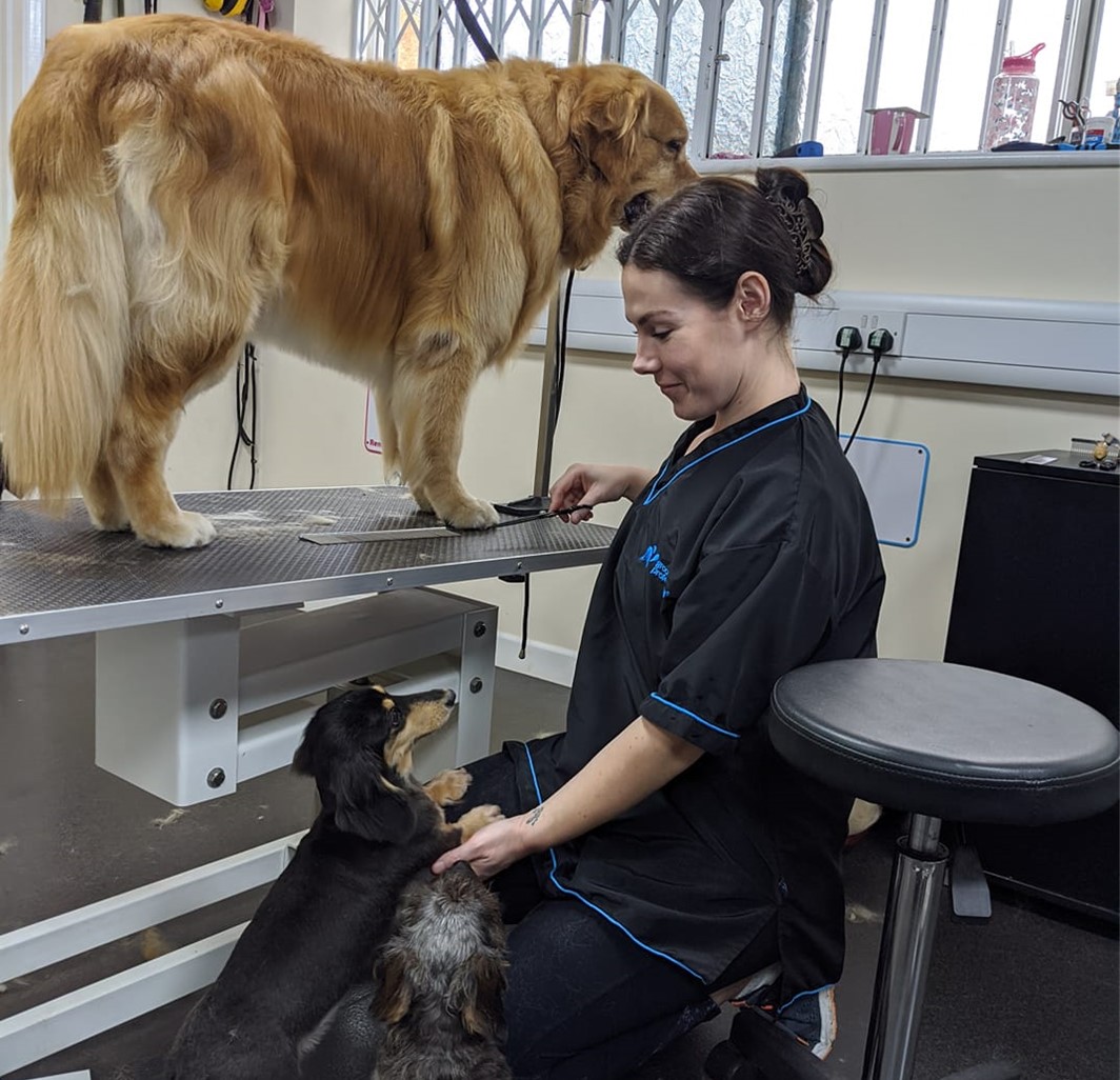 City And Guilds Level 3 Diploma SouthWarwickshireDogGroomingSchool